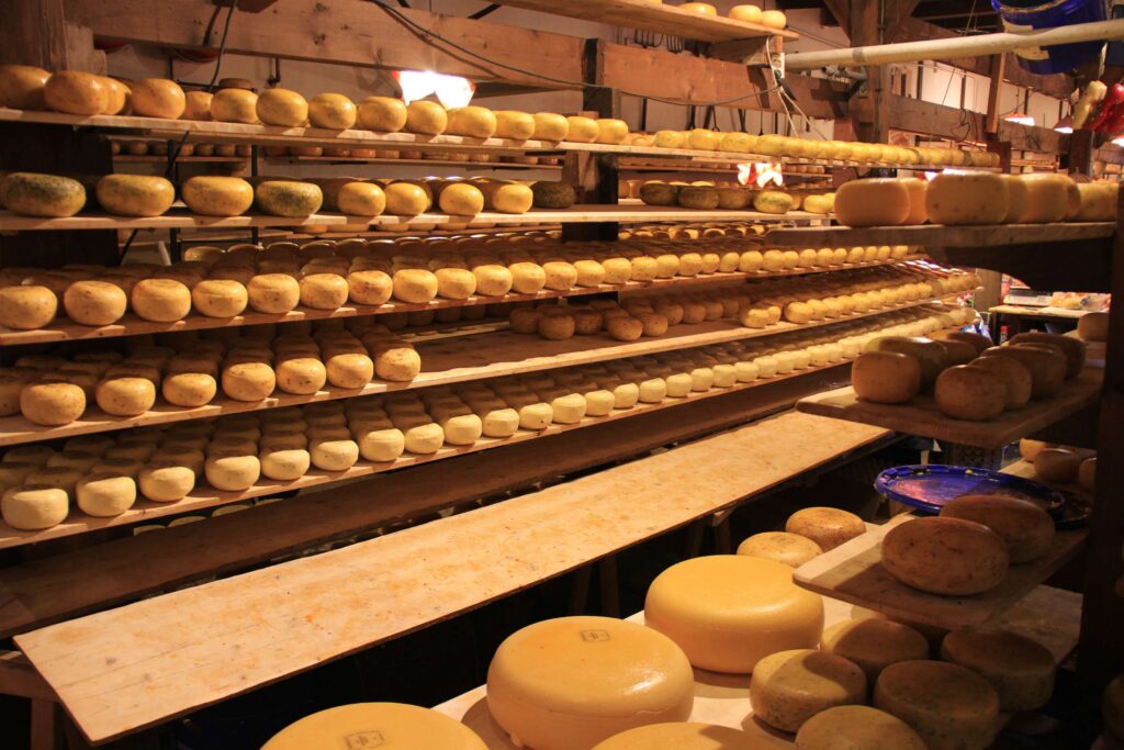 Make Your Own Dutch Cheese – Family Twist